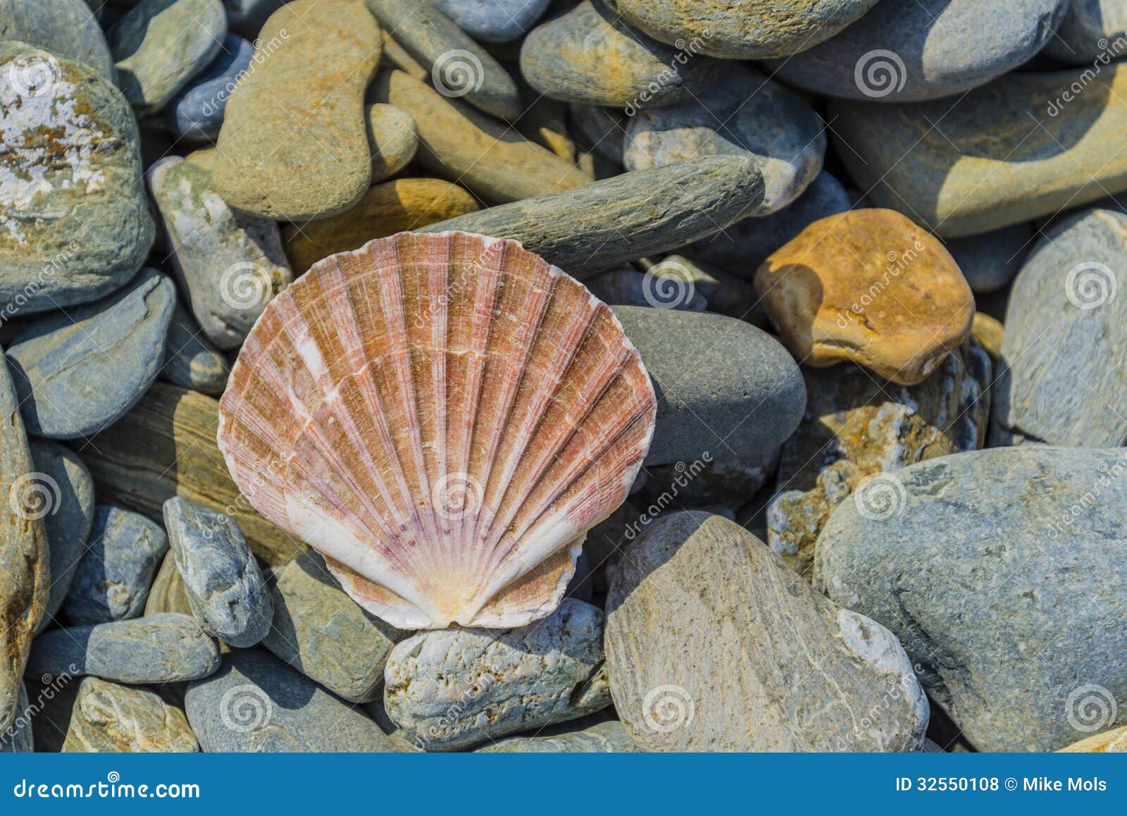 Pecten shell on rock stock photo. Image of shape, peaceful - 32550108