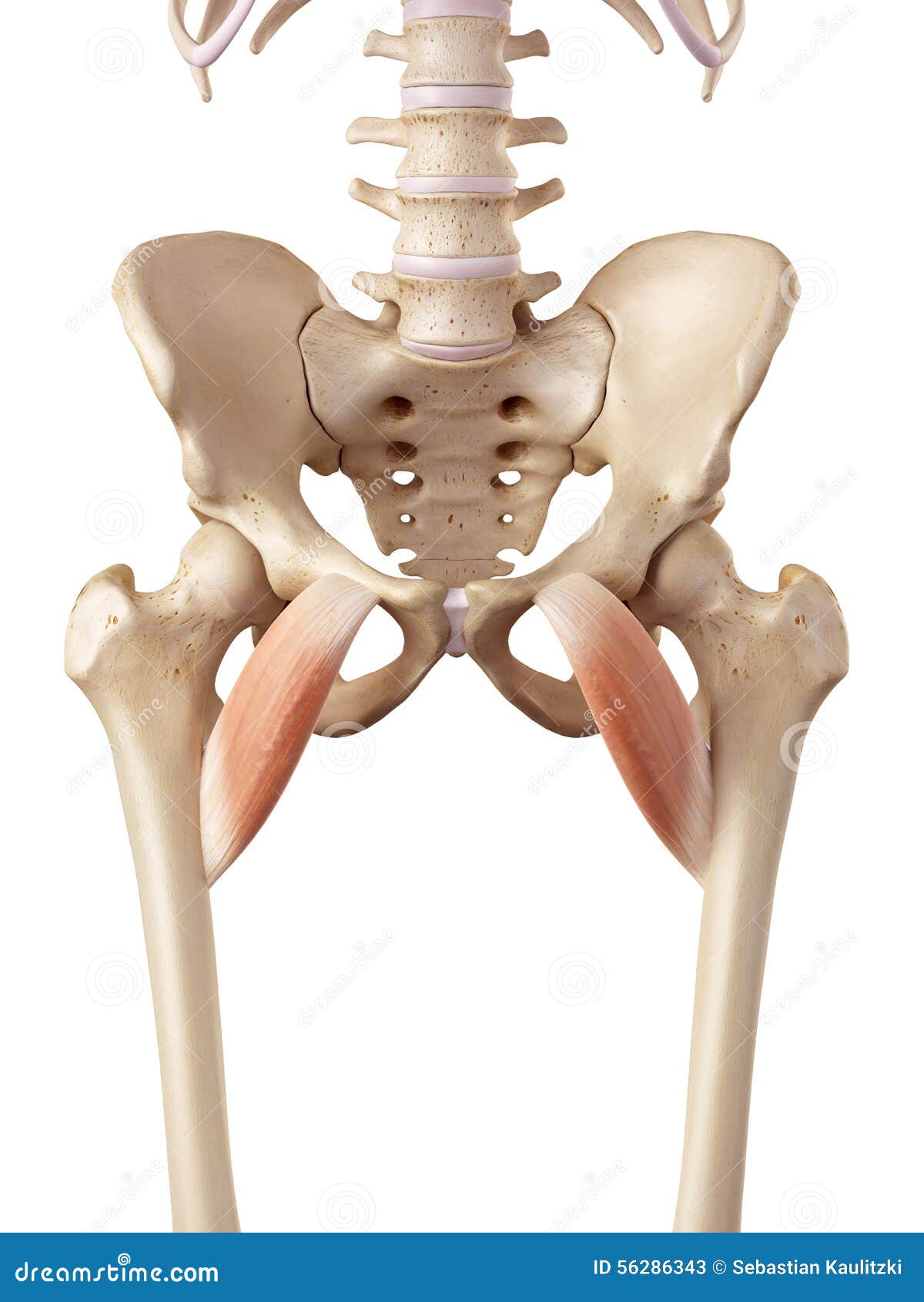 The pectineus stock illustration. Illustration of bone - 56286343