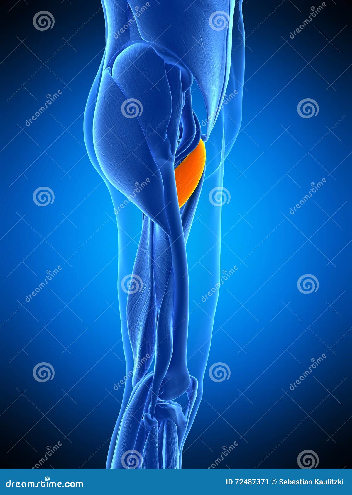 Human Pectineus Muscles On Skeleton Royalty-Free Cartoon ...