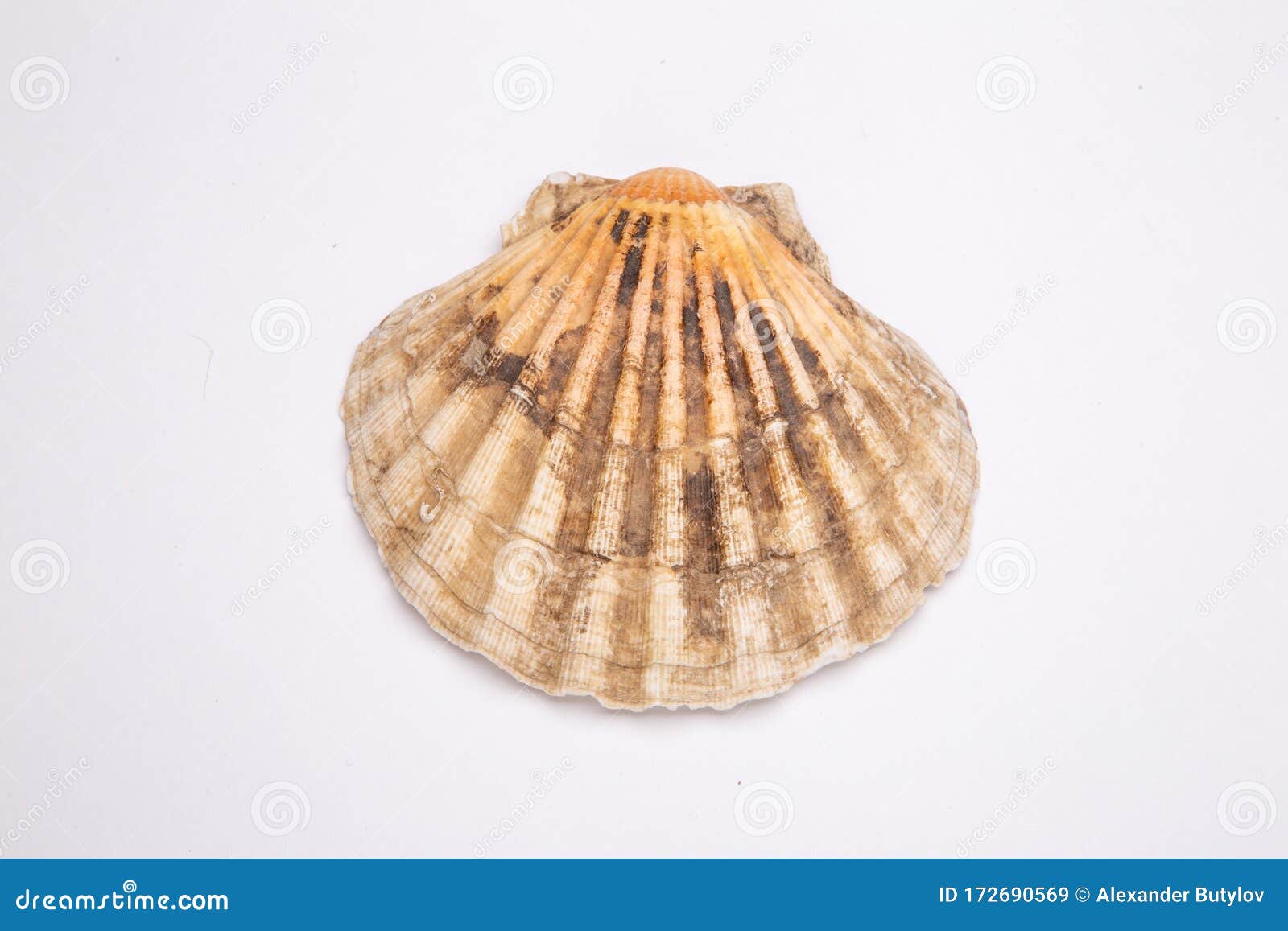 Pectinidae Scallop Shell on a White Background. Close-up Stock Image ...