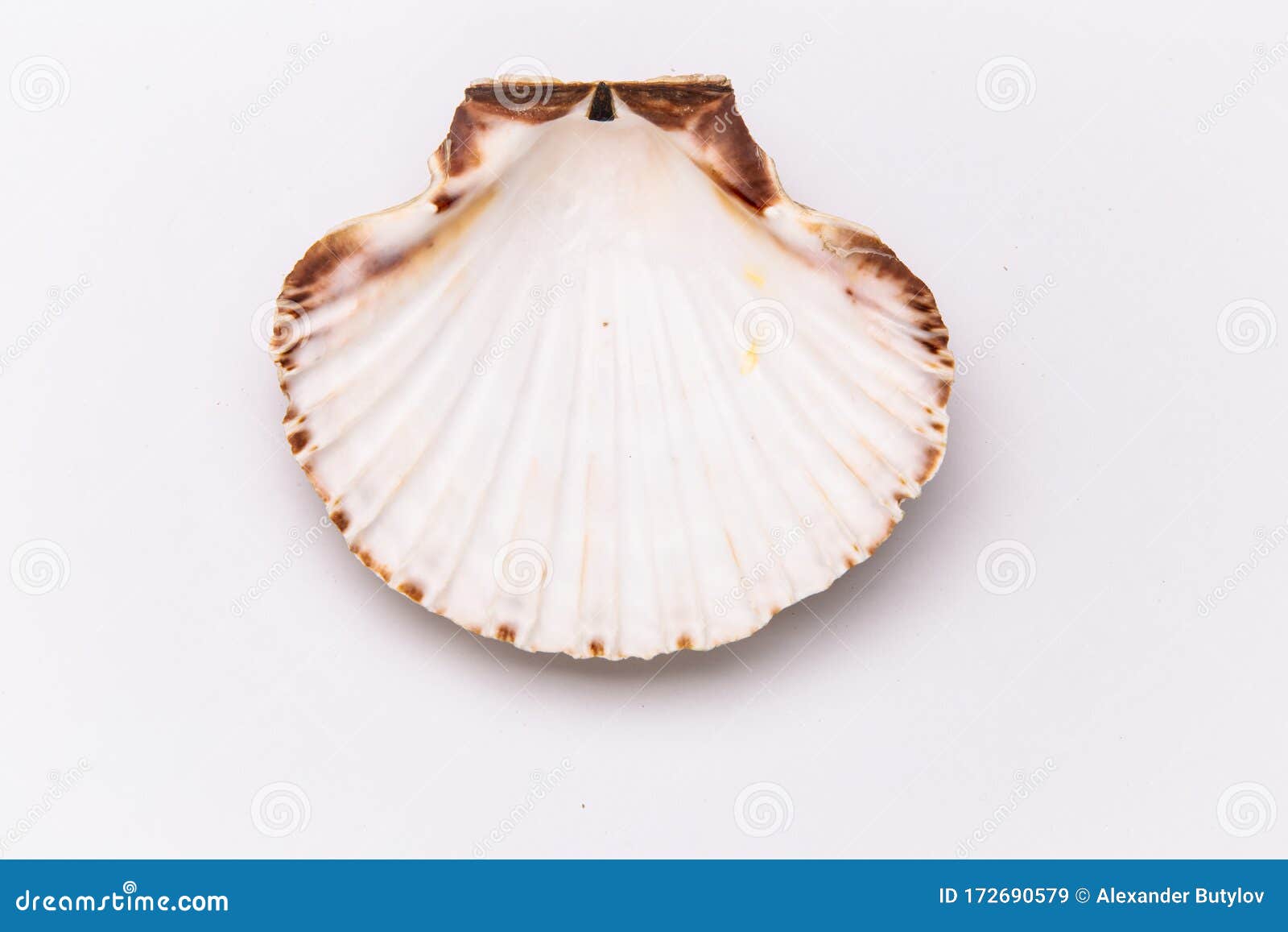 Pectinidae Scallop Shell on a White Background. Close-up Stock Image ...