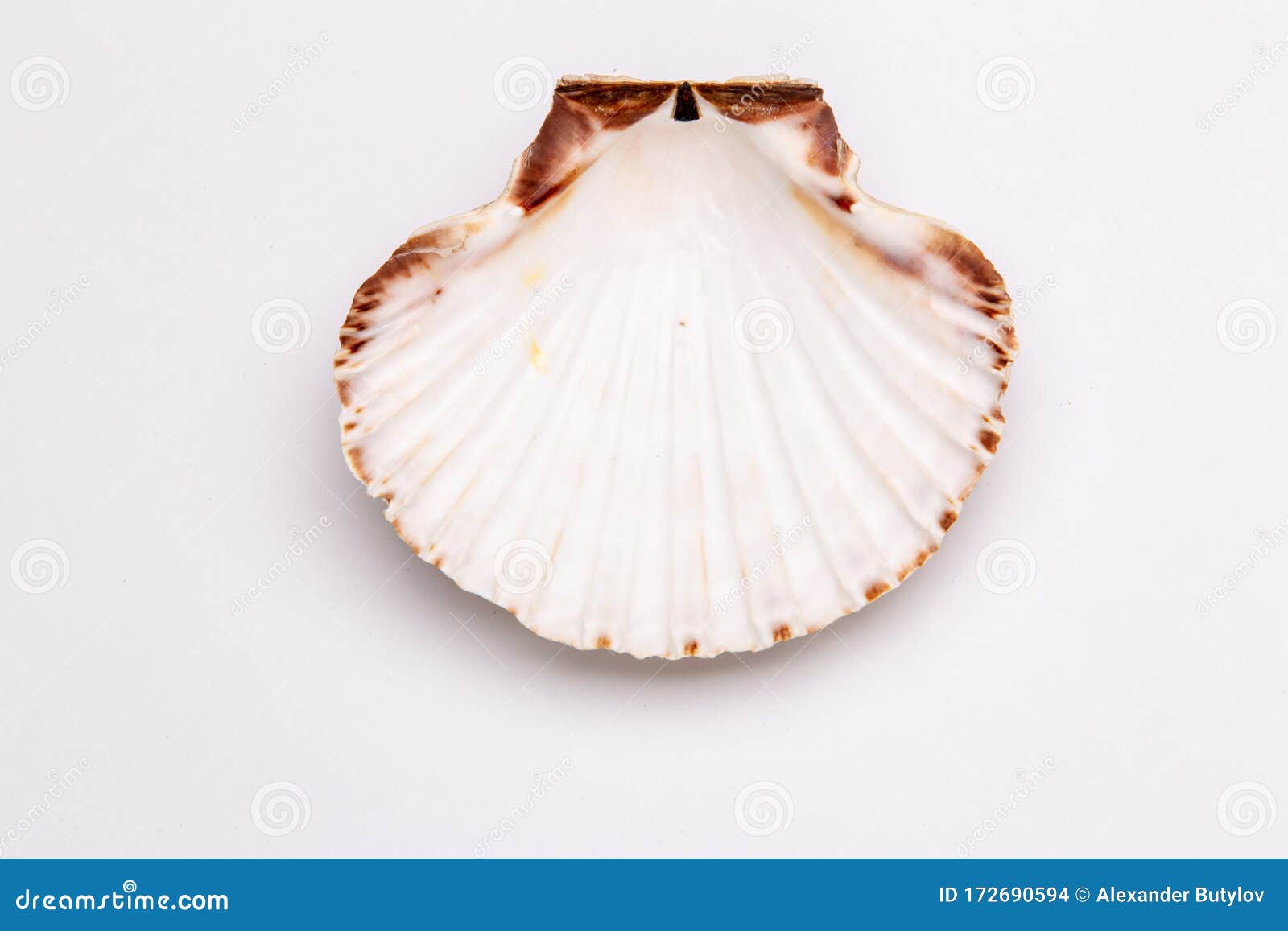 Pectinidae Scallop Shell on a White Background. Close-up Stock Photo ...