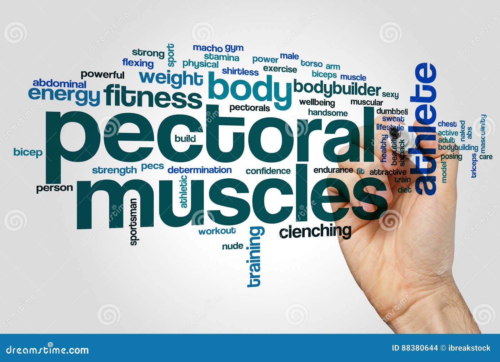 Pectoral Muscles Word Cloud Stock Photo - Image of power, chest: 88380644