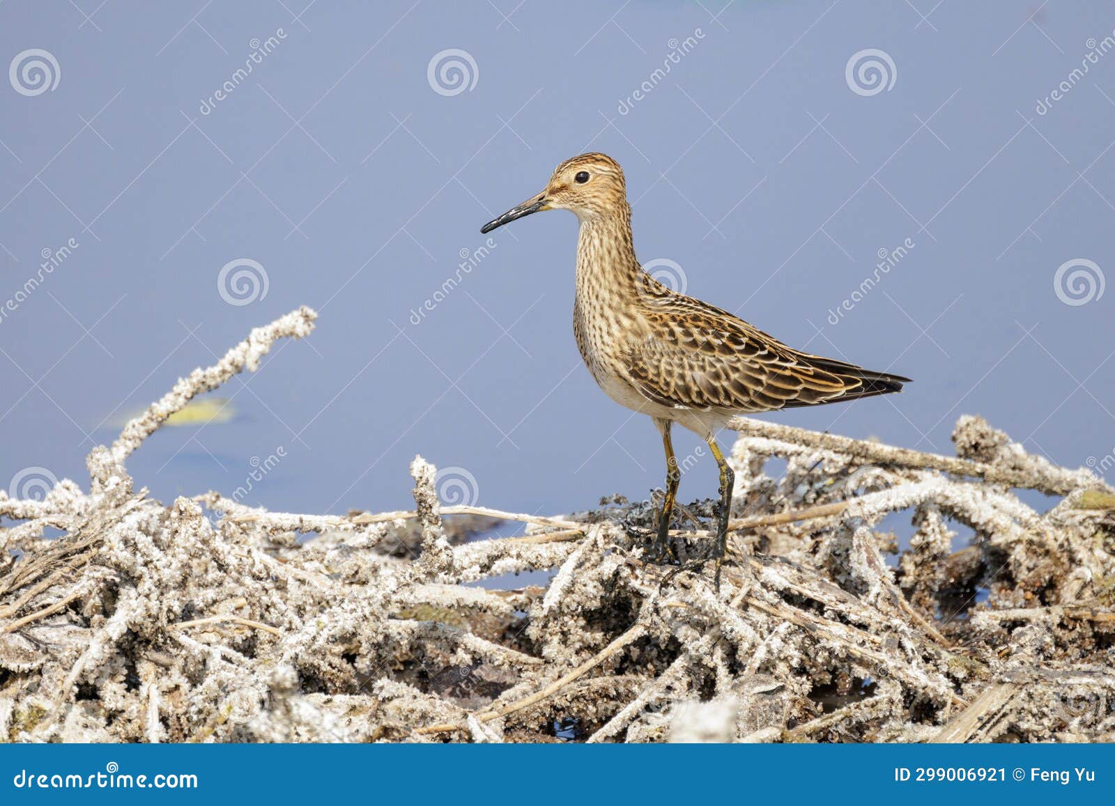 Pectoral Sandpiper bird stock image. Image of shorebird - 299006921