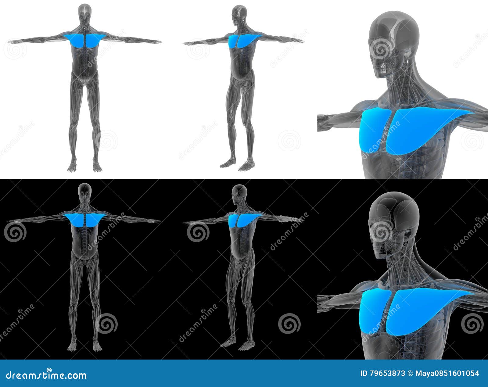 Pectoralis Cartoons, Illustrations & Vector Stock Images - 318 Pictures ...