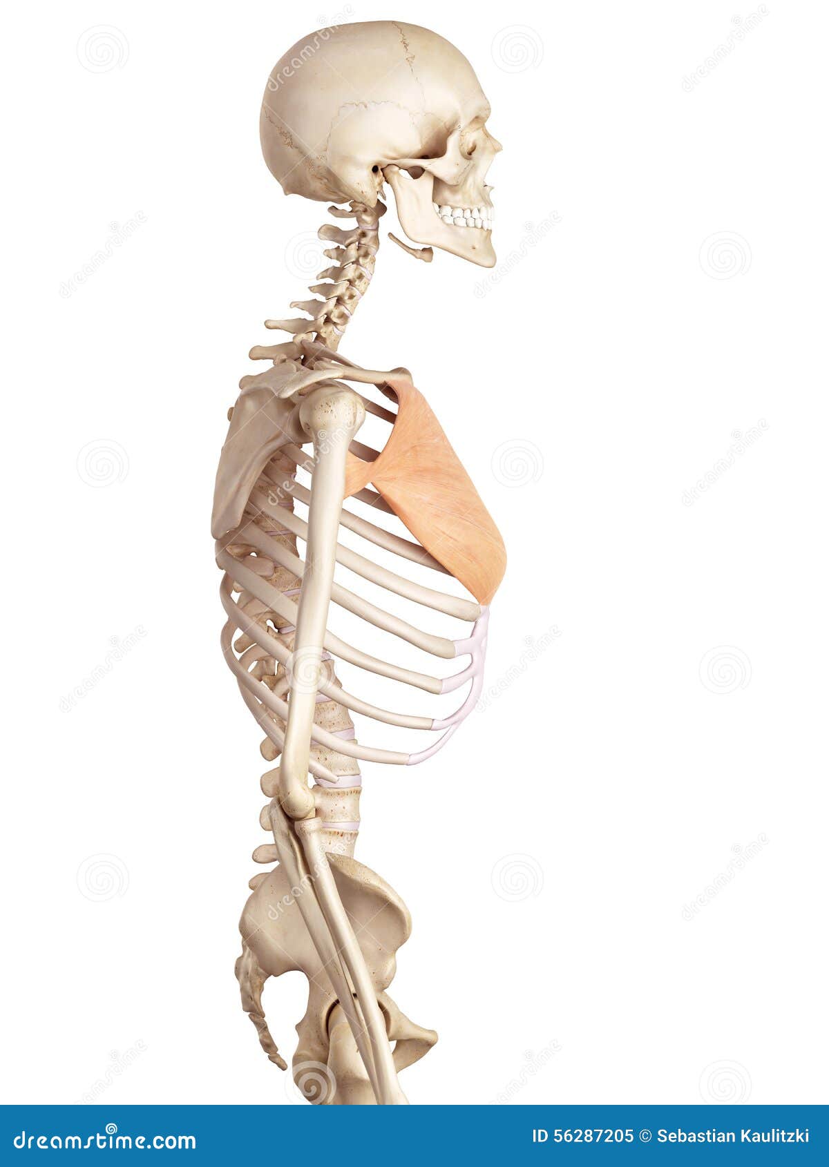 The pectoralis major stock illustration. Illustration of anatomical ...