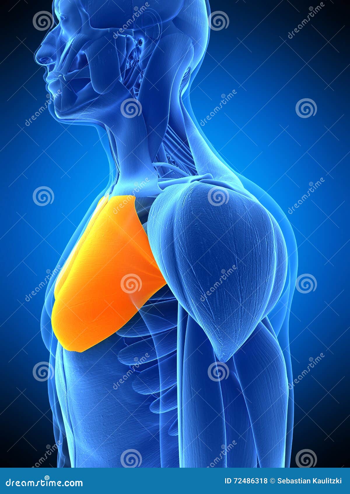 The pectoralis major stock illustration. Illustration of pectoralis ...