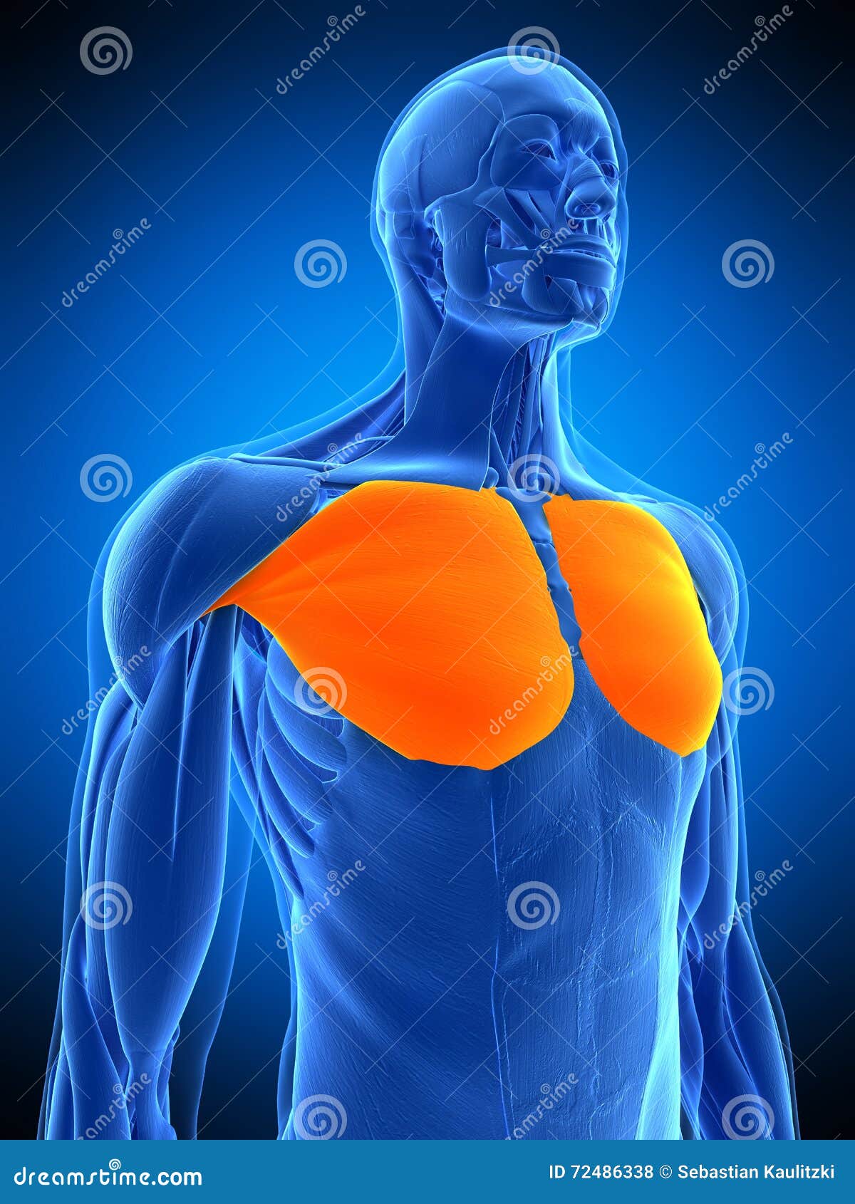 The pectoralis major stock illustration. Illustration of biology - 72486338