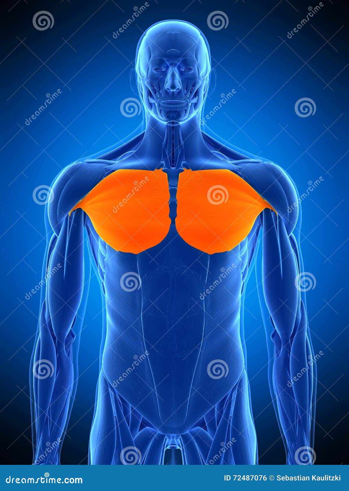 The pectoralis major stock illustration. Illustration of bone - 72487076
