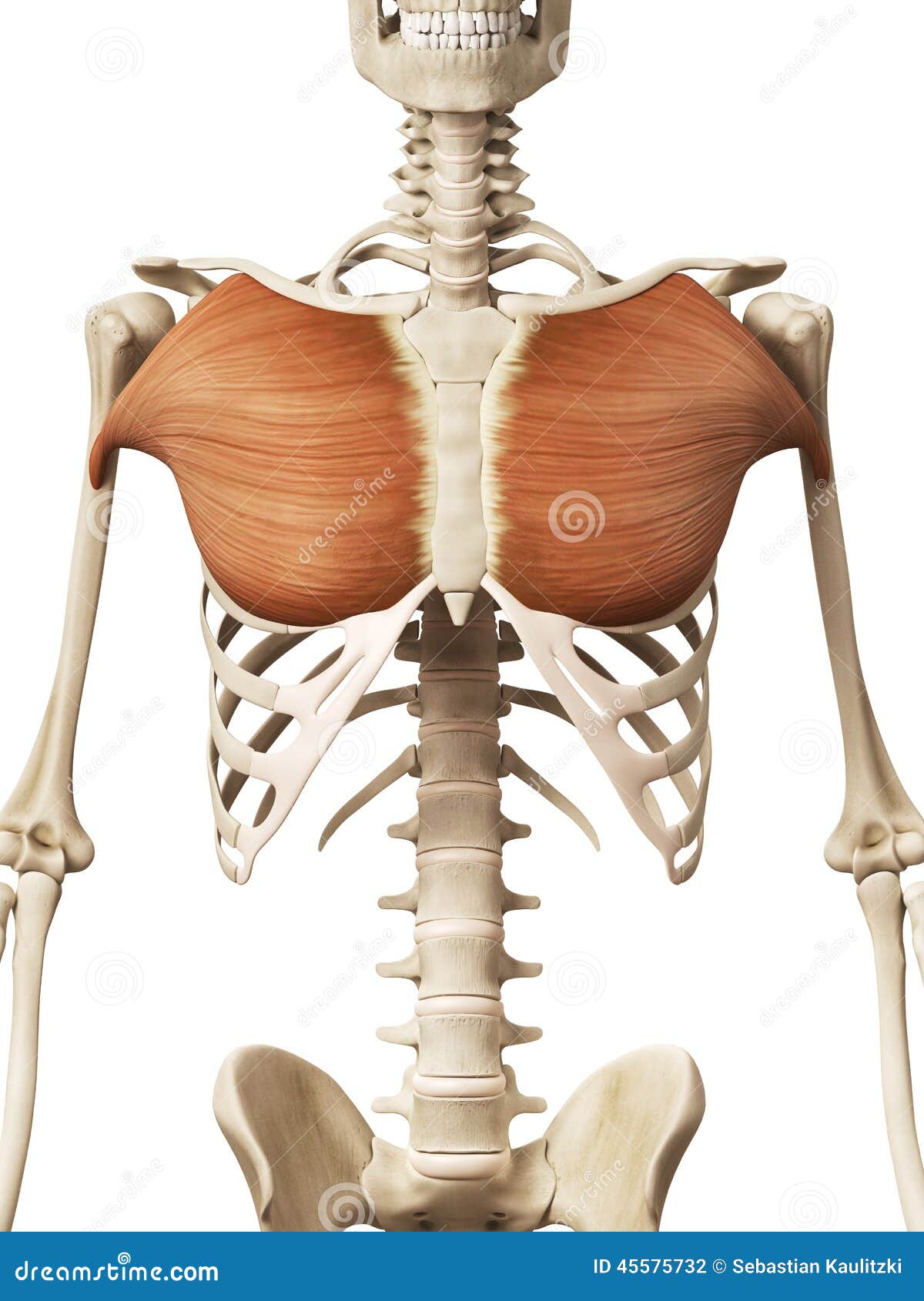 Pectoralis Major Muscle, Muscles Of Chest, Cartoon Vector ...