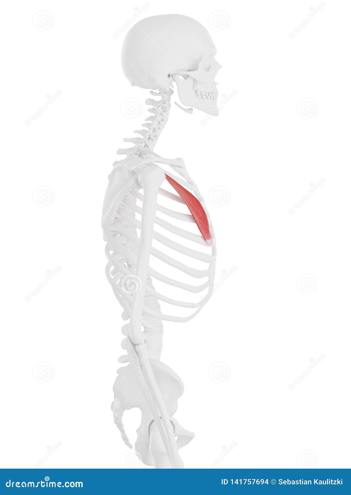 Pectoralis Minor Muscle Anatomy, 3d Medical Vector Illustration On ...