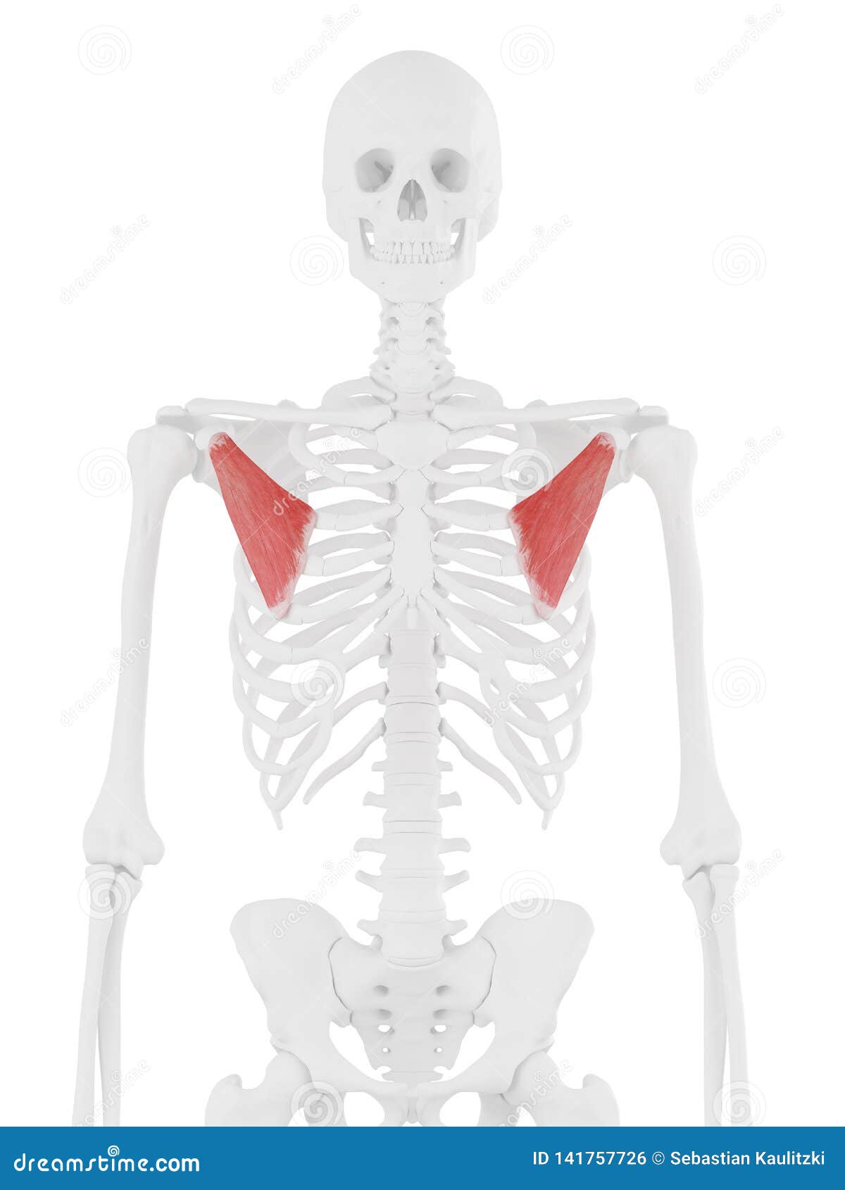The Pectoralis Minor stock illustration. Illustration of musculature ...