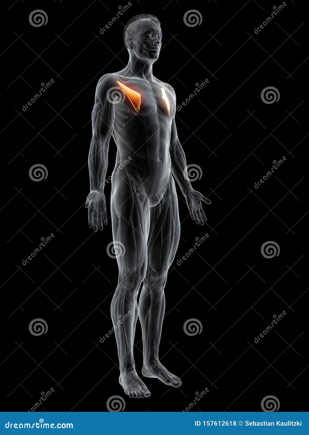 The pectoralis minor stock illustration. Illustration of isolated ...