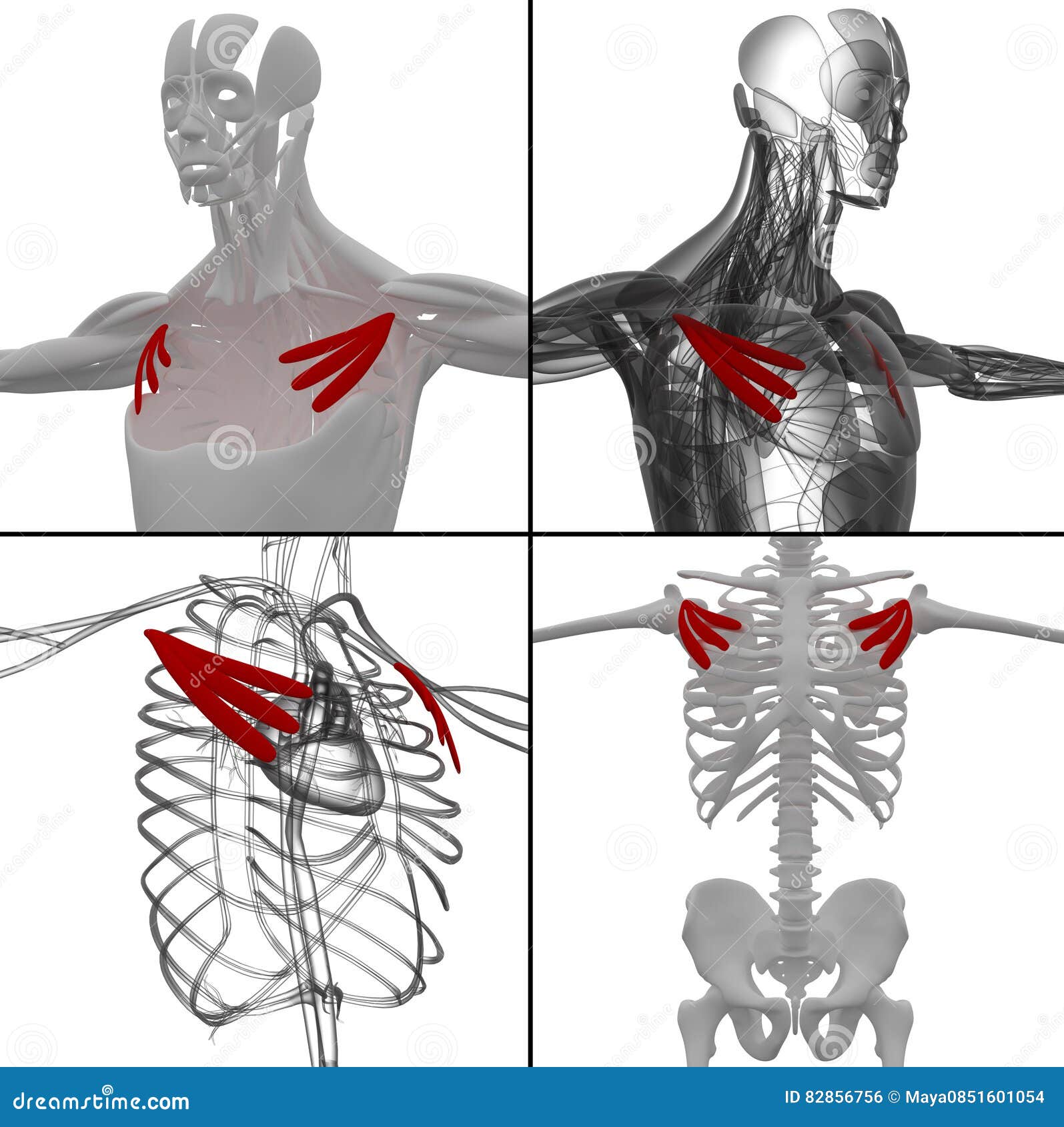 Pectoralis Minor Muscle Anatomy, 3d Medical Vector Illustration On ...