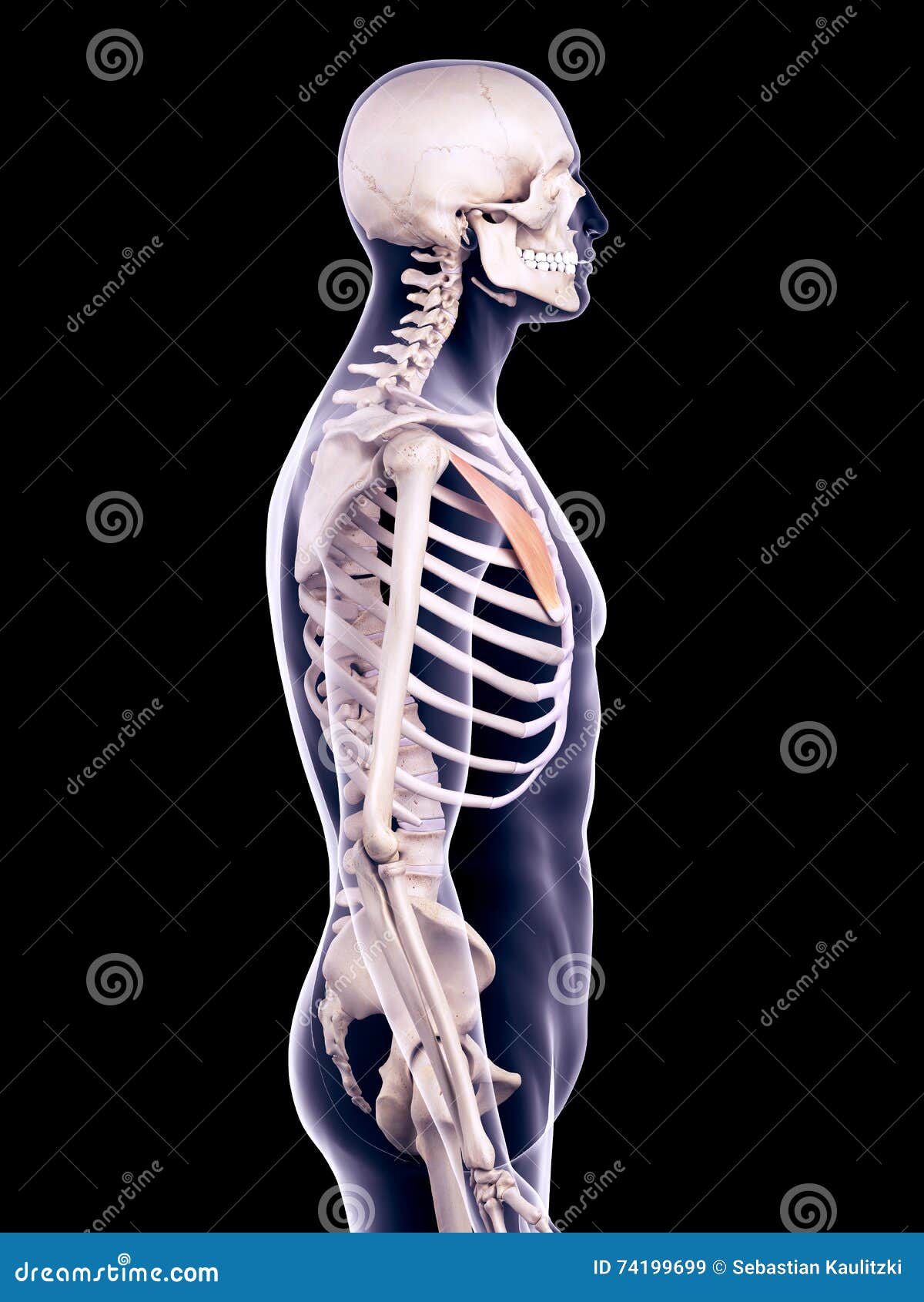 Pectoralis Minor Muscle Anatomy, 3d Medical Vector Illustration On ...