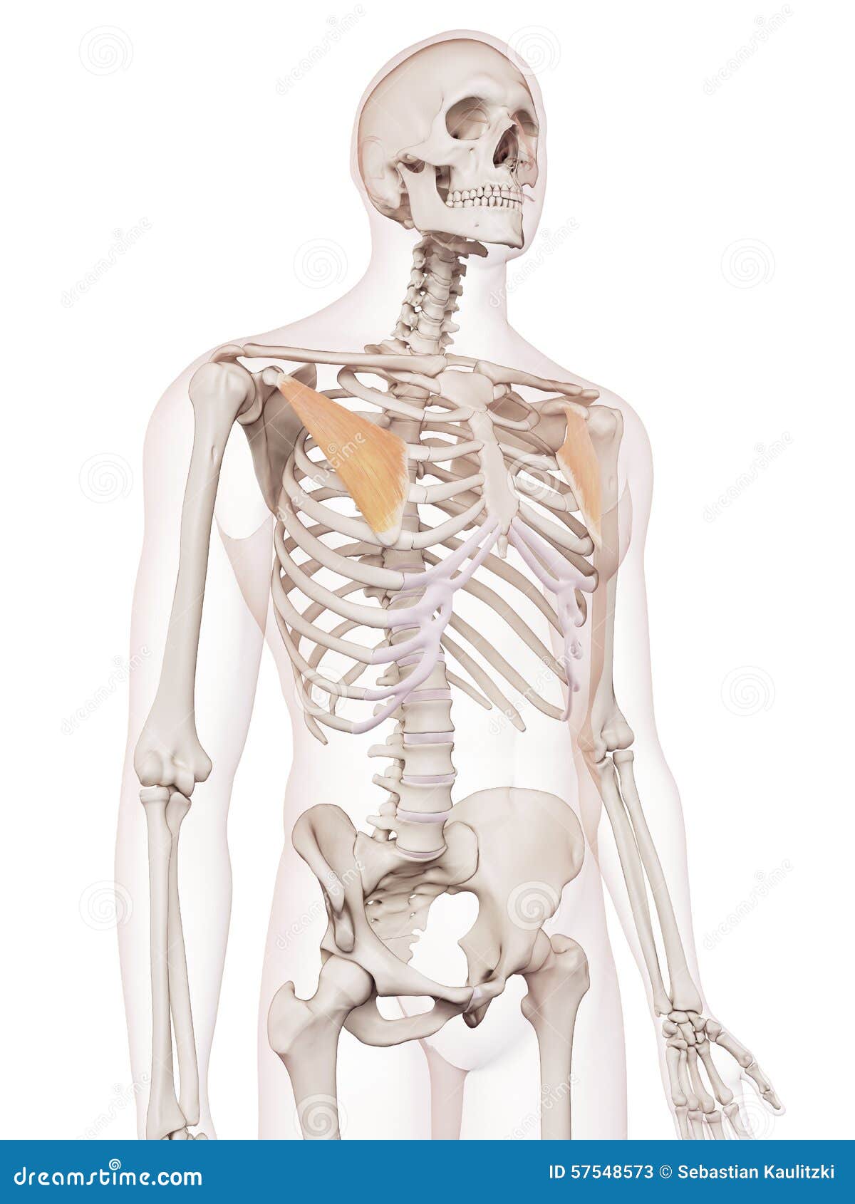 Pectoralis Minor Muscle Anatomy, 3d Medical Vector Illustration On ...