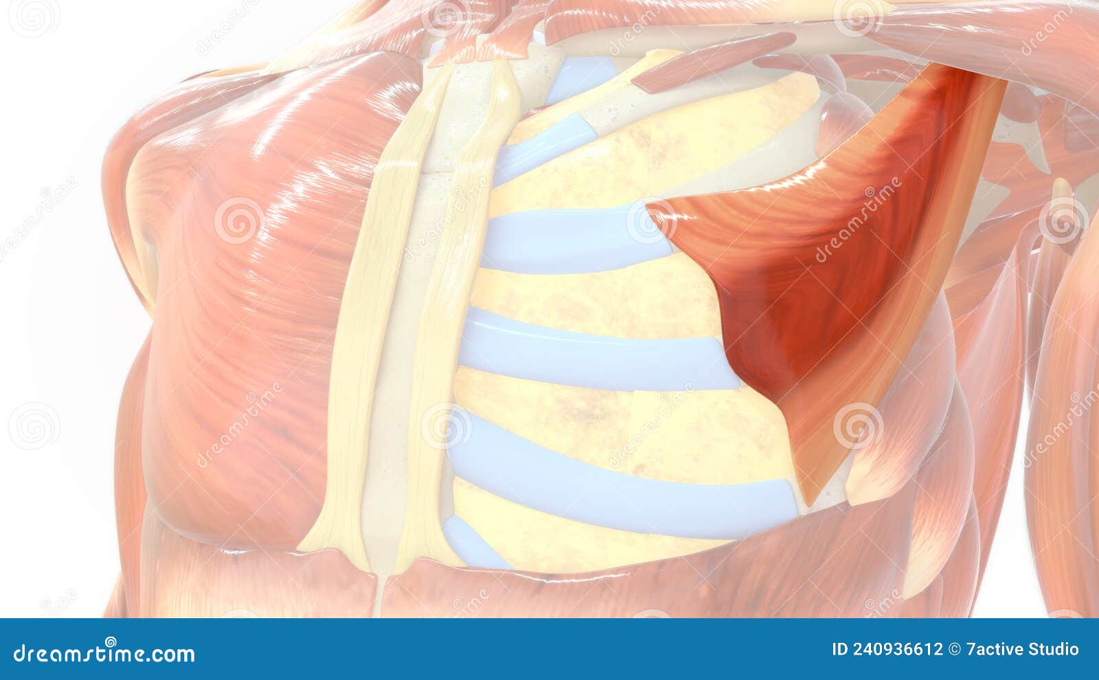 Pectoralis Minor Muscle Which Connects To Ribs Stock Photo ...