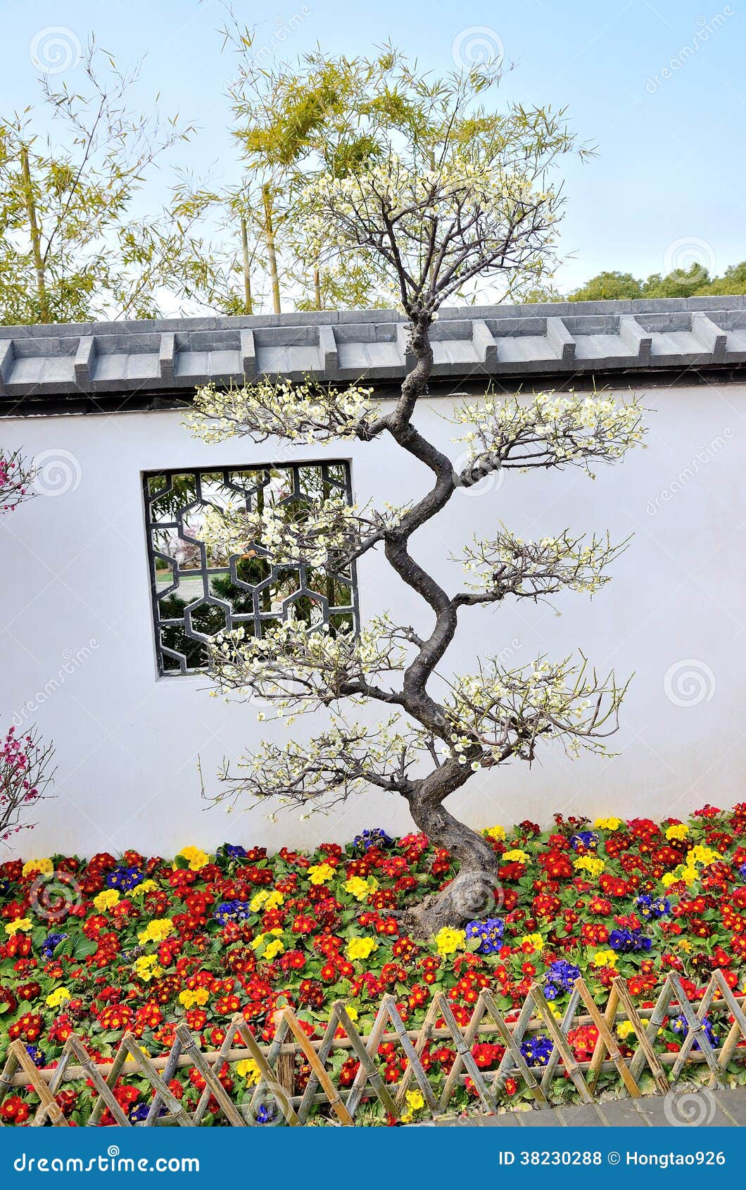 Peculiar shape of plum stock photo. Image of flower, garden - 38230288