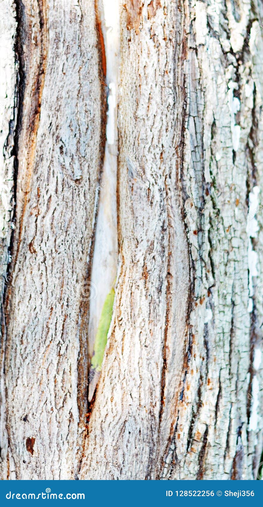 This is the Strange Shell of a Tree Stock Photo - Image of backgrounds ...