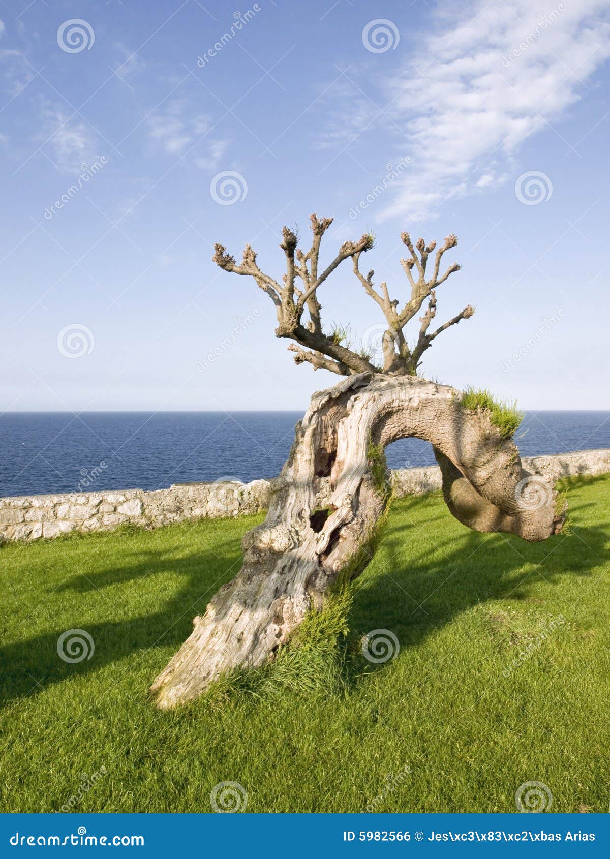 Peculiar tree stock photo. Image of peace, blue, spring - 5982566