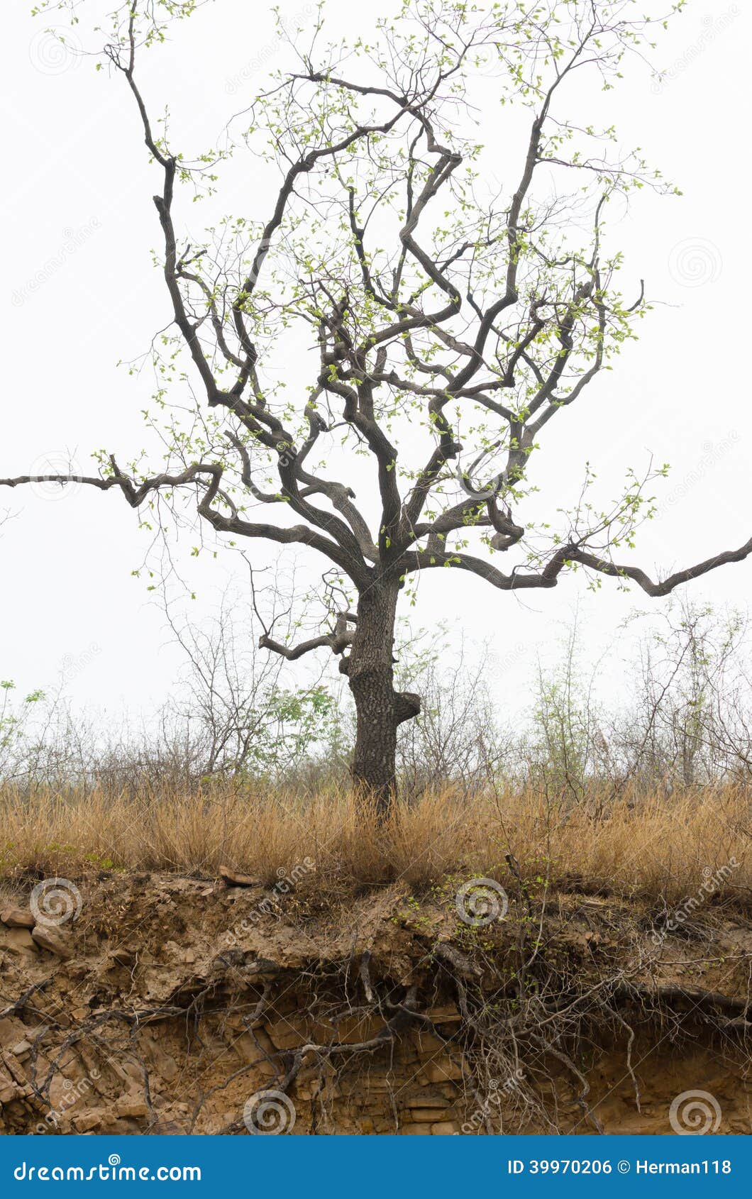 Peculiar tree stock photo. Image of leaves, strength - 39970206