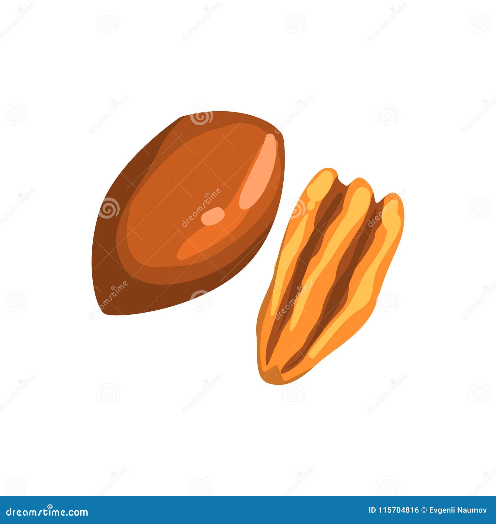 Pecun Nut, Nutritious Natural Product Vector Illustration on a White ...