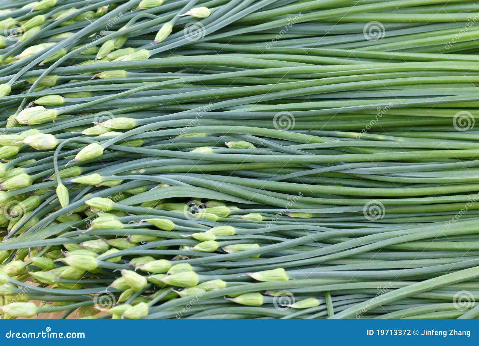 Pedúnculo del puerro foto de archivo. Imagen de manojo - 19713372