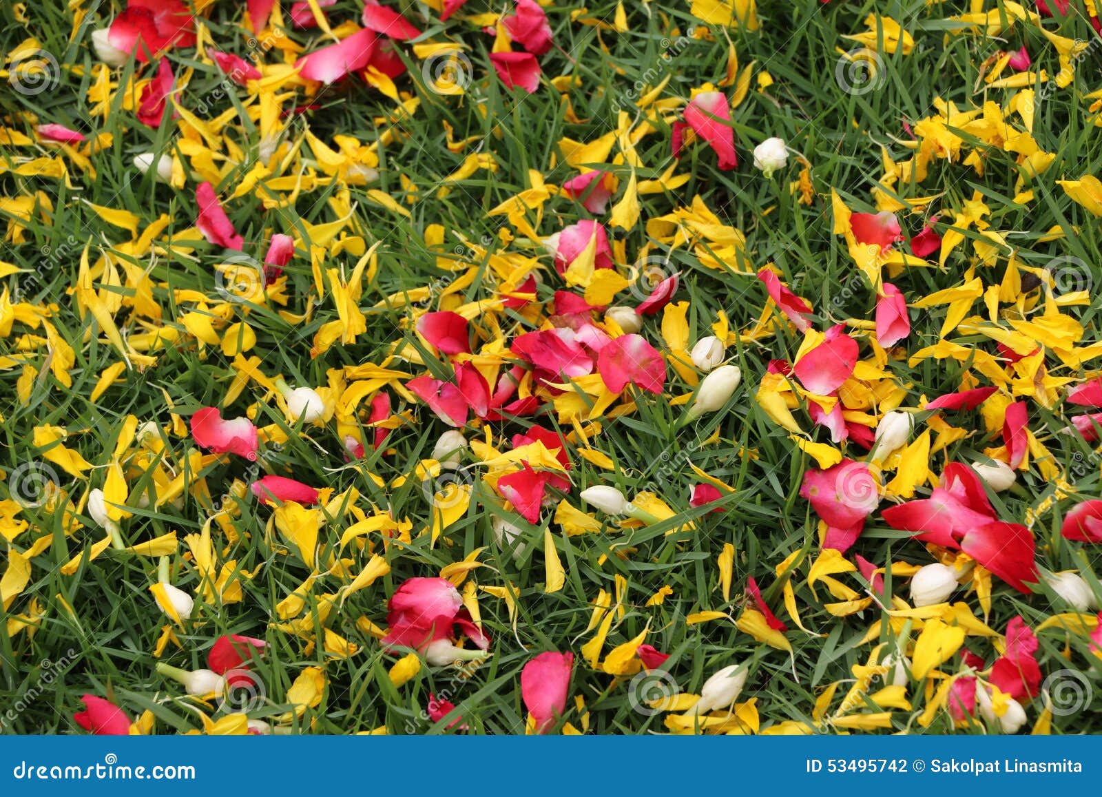 Pedal of Flowers Over the Green Grass Field Stock Photo - Image of ...