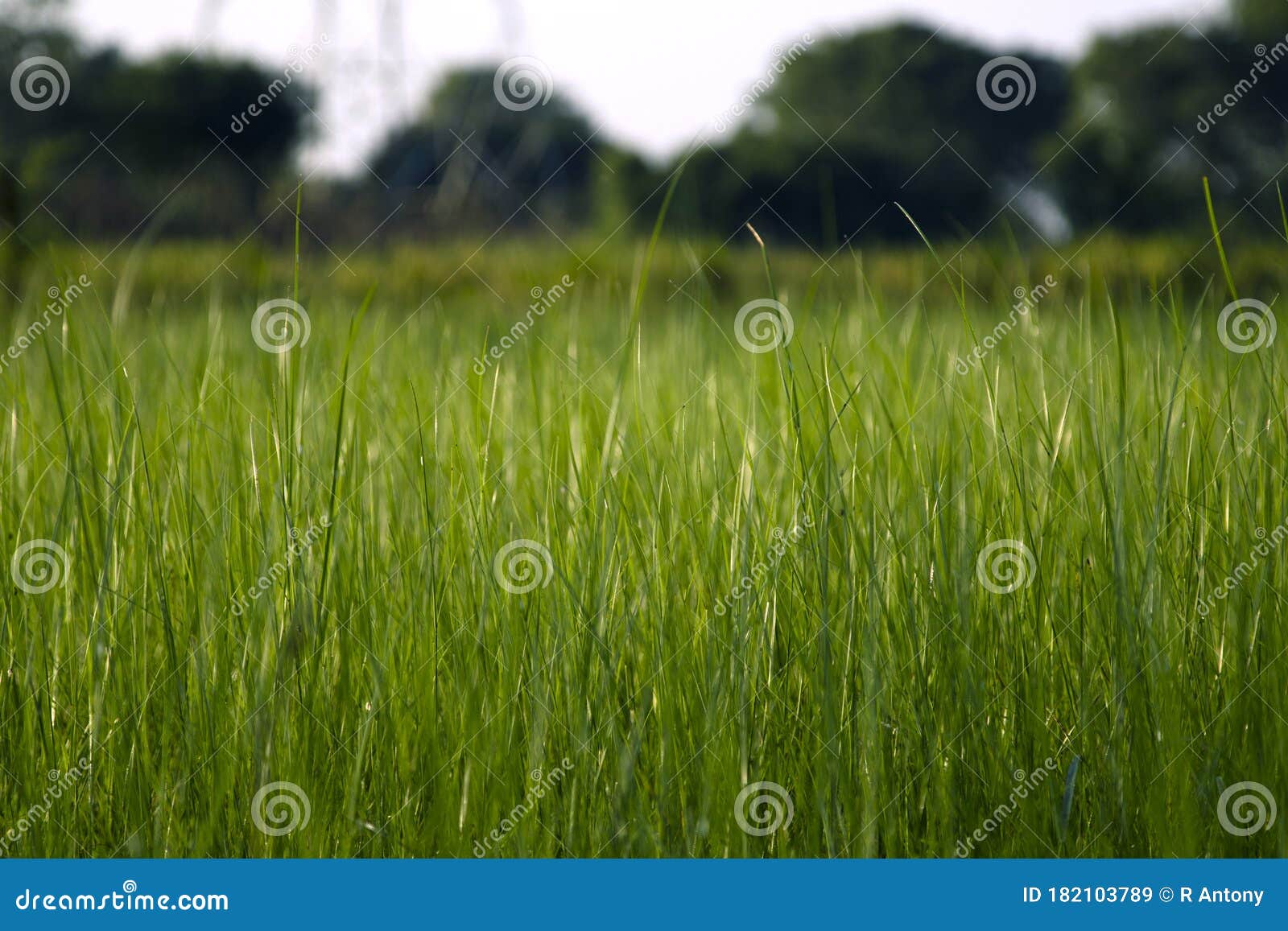 A Peddy crops stock image. Image of trees, field, crops - 182103789