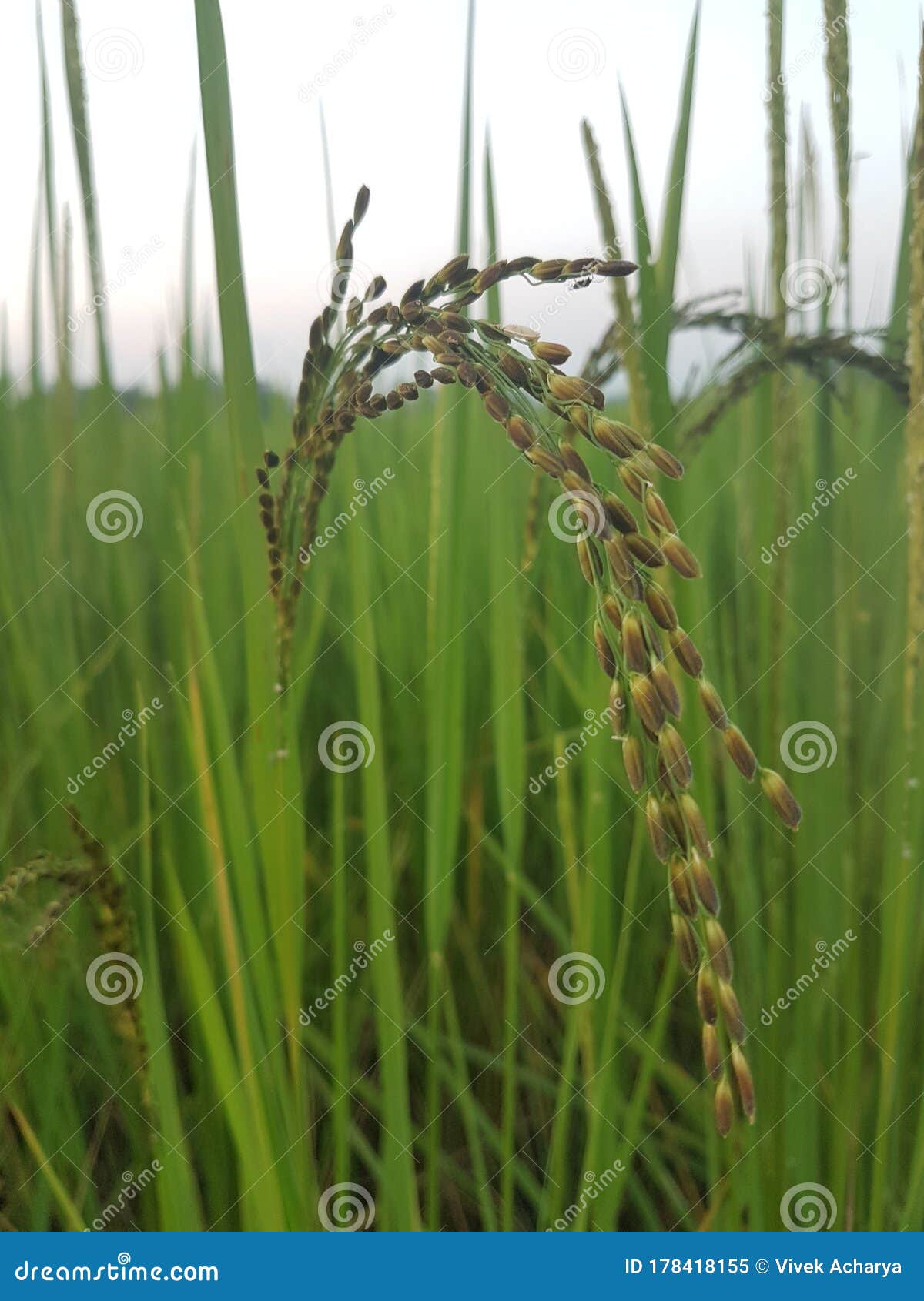 Peddy in the field stock image. Image of vagitation - 178418155