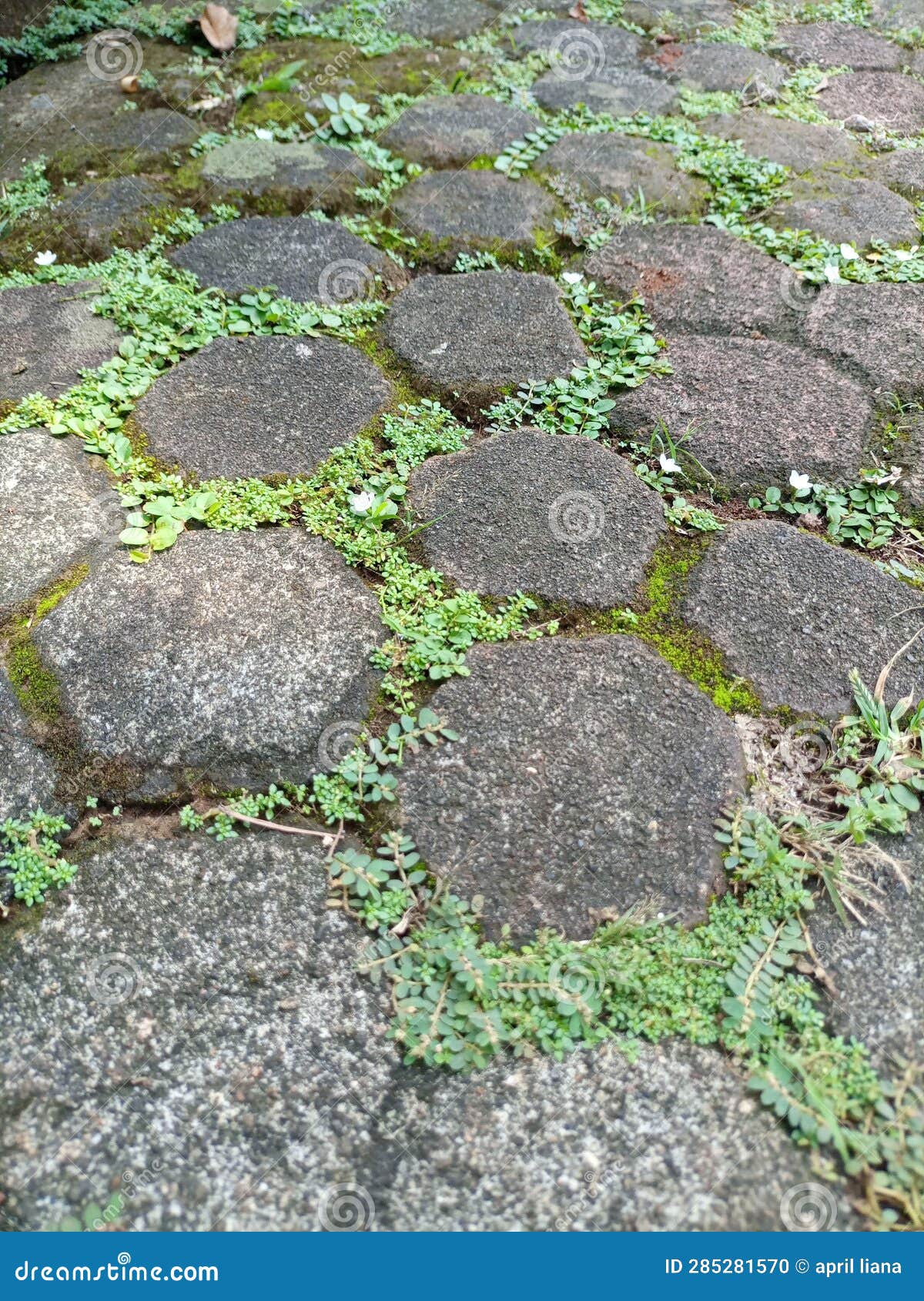 Pedestrian Area Overgrown with Grass and Moss Stock Photo - Image of ...