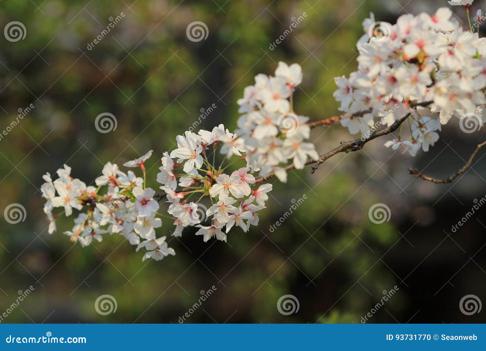 A Pedestrian Path that Follows a Cherry-tree-lined Canal in Kyoto Stock ...