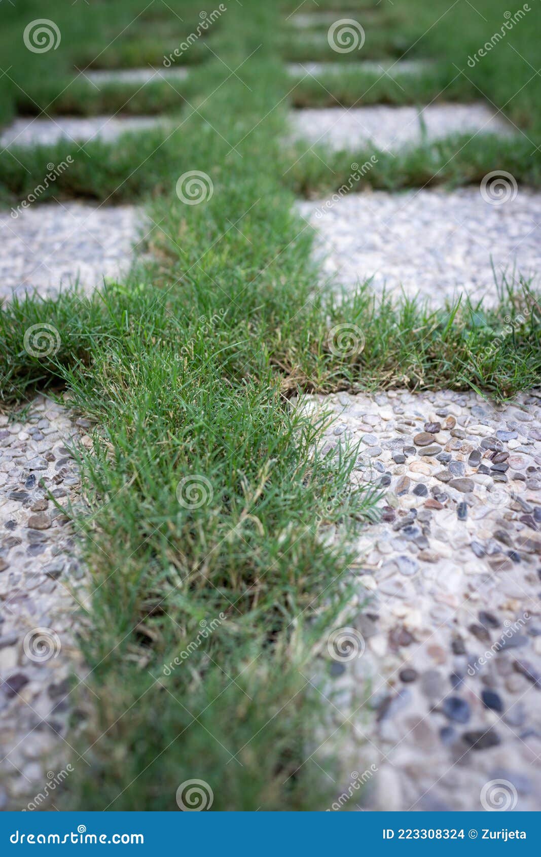 Pedestrian Path on Green Grass Stock Photo - Image of outdoor, pathway ...