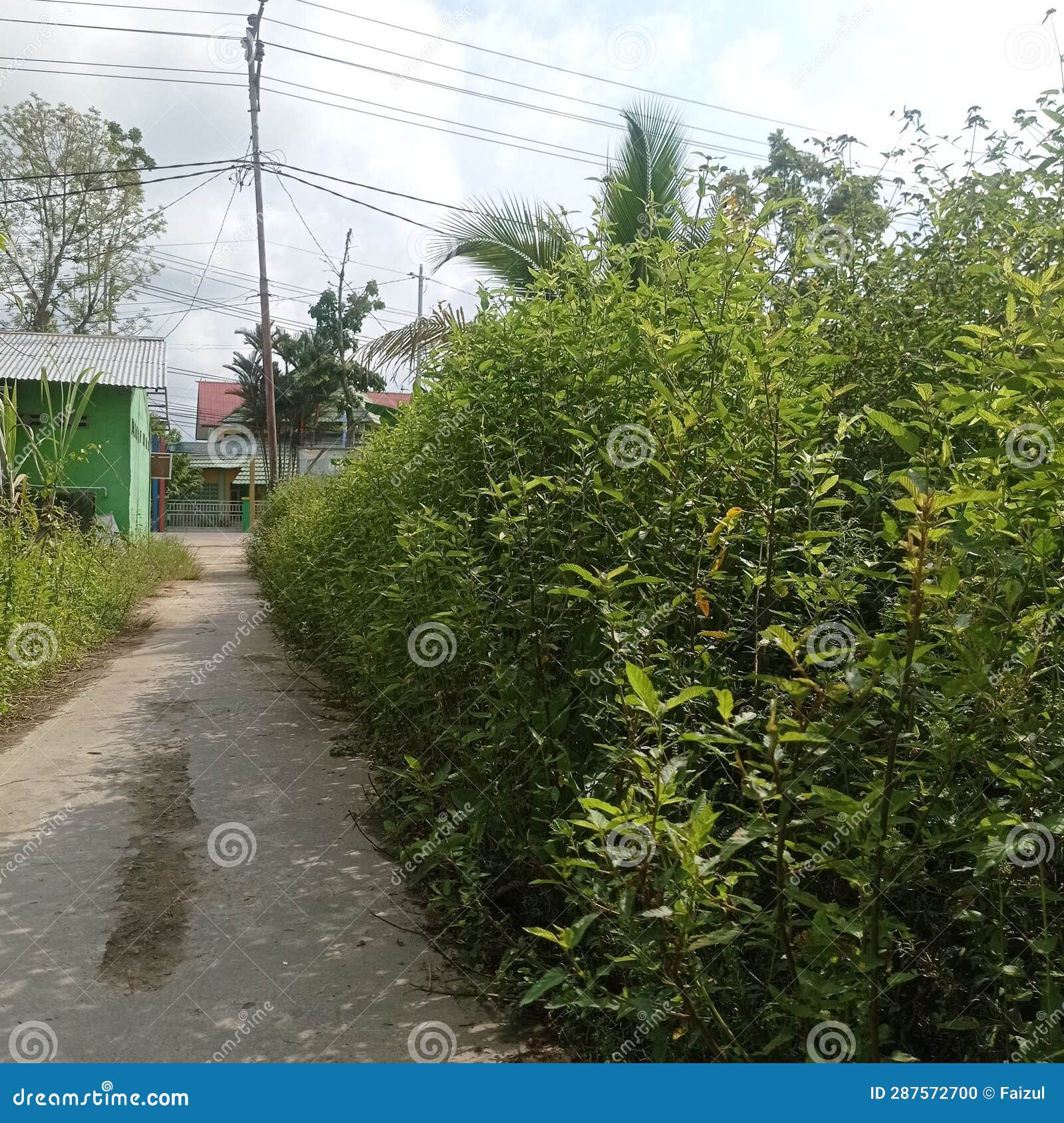 A Pedestrian only Path in the Park Stock Photo - Image of garden, green ...