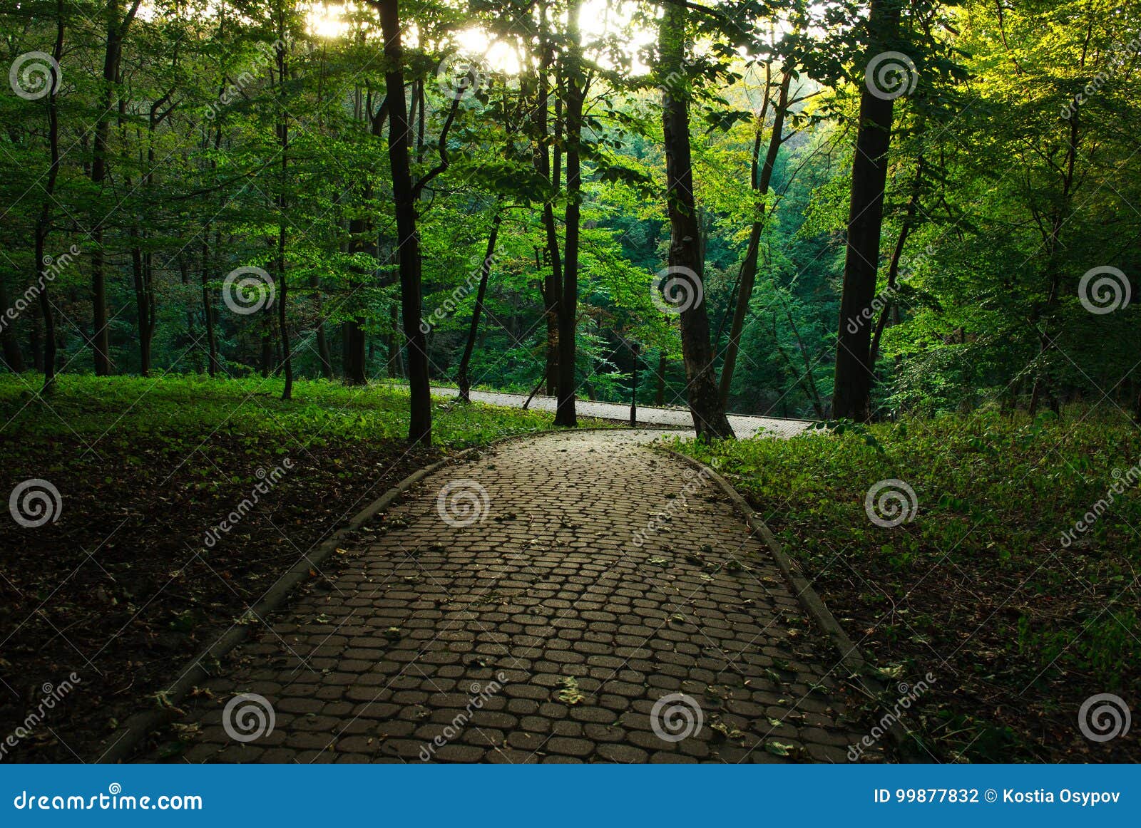 Pedestrian Path in Summer Green City Park on Sunset Stock Photo - Image ...