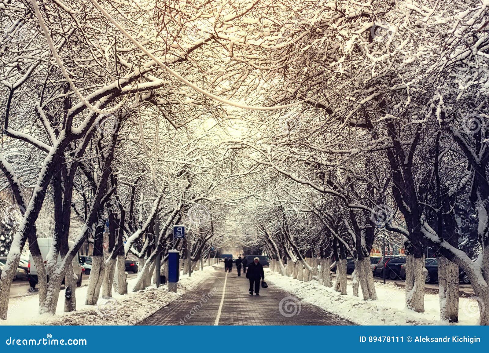 Pedestrian Pathway Tree Winter Stock Image - Image of season, path ...