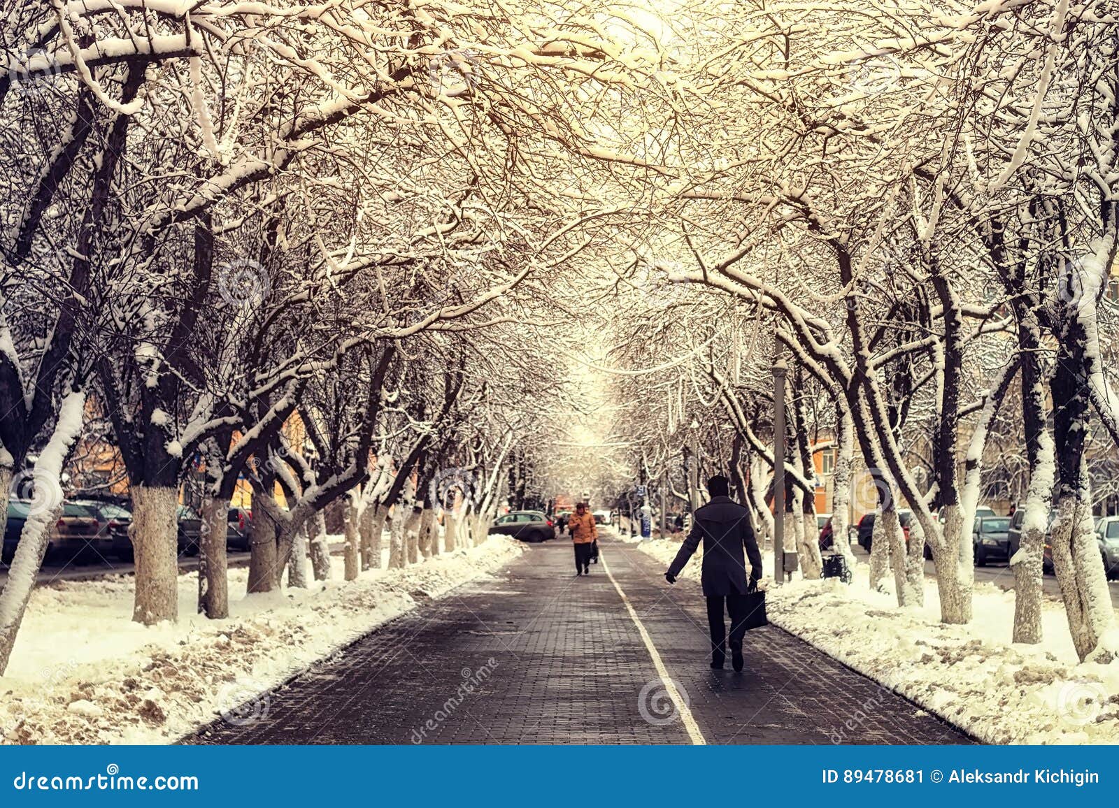 Pedestrian Pathway Tree Winter Stock Image - Image of collins, season ...