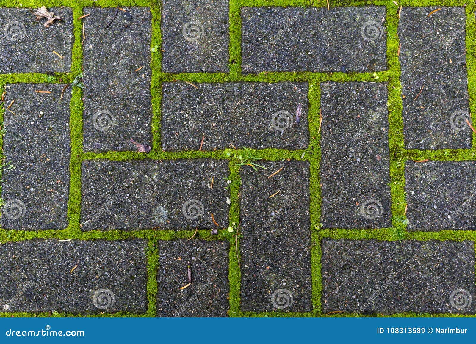 Pedestrian tile with moss stock image. Image of cement - 108313589