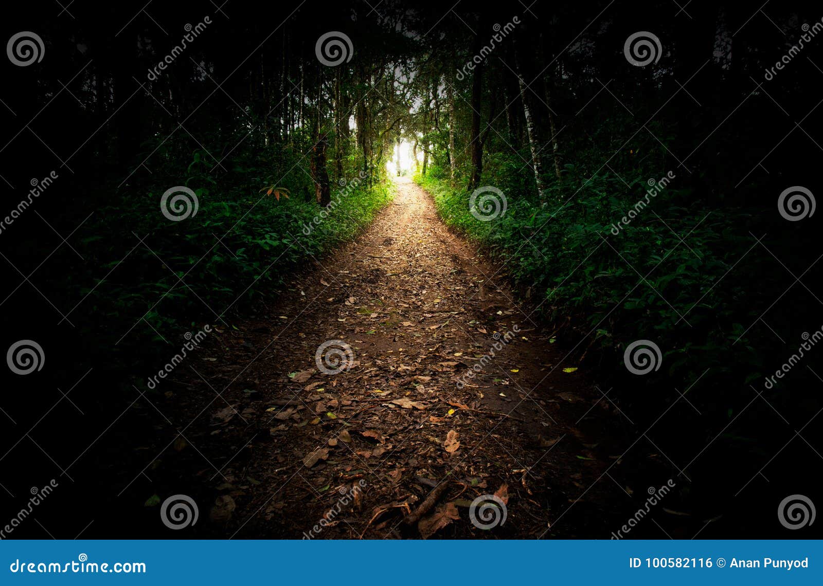 Pedestrian Walk in the Jungle Forest and Light Up Stock Photo - Image ...