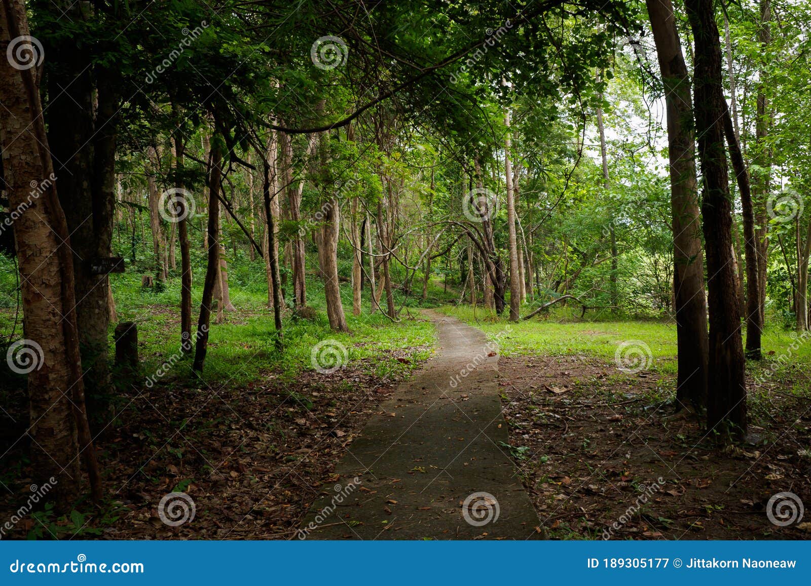 Pedestrian Walk To Explore the Nature of Green Forest Stock Image ...