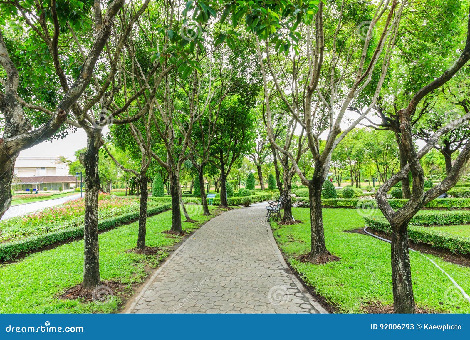 Pedestrian Walkway for Exercise Lined Up with Beautiful Tall Trees ...