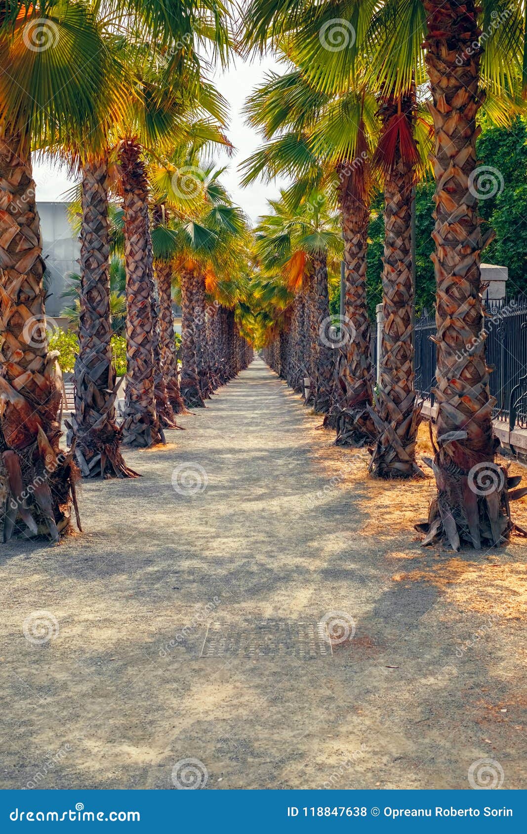 Pedestrian Walkway with Trees and Palm Trees Stock Photo - Image of ...