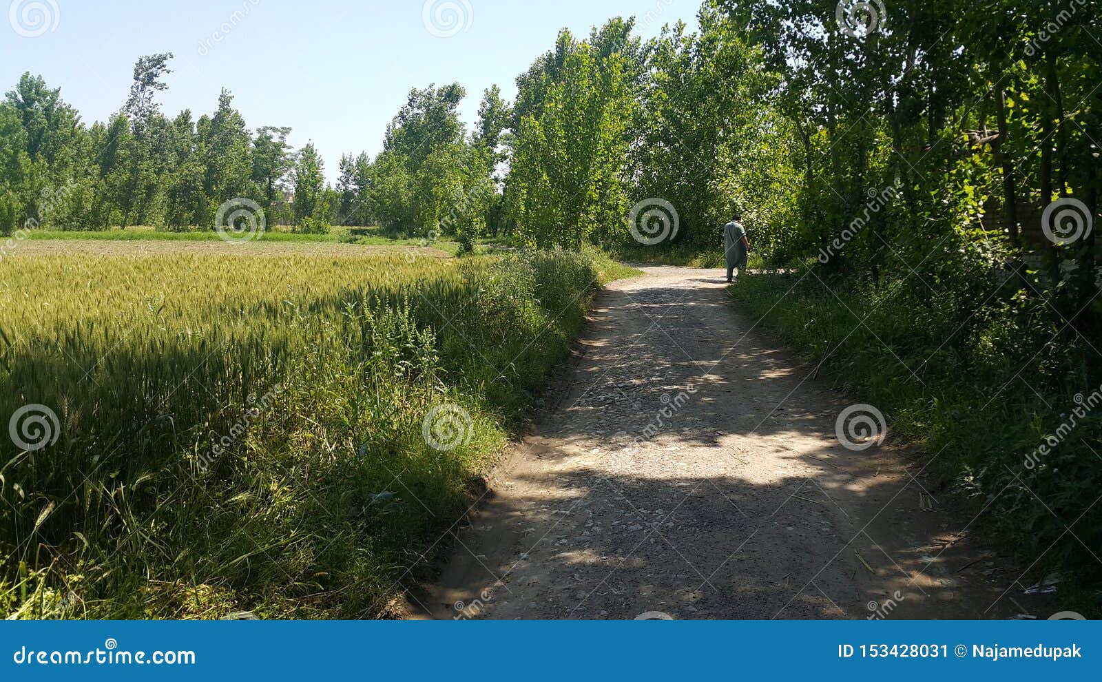 Pedestrian Way or Walk Way with Trees on Sides for Public Walk ...