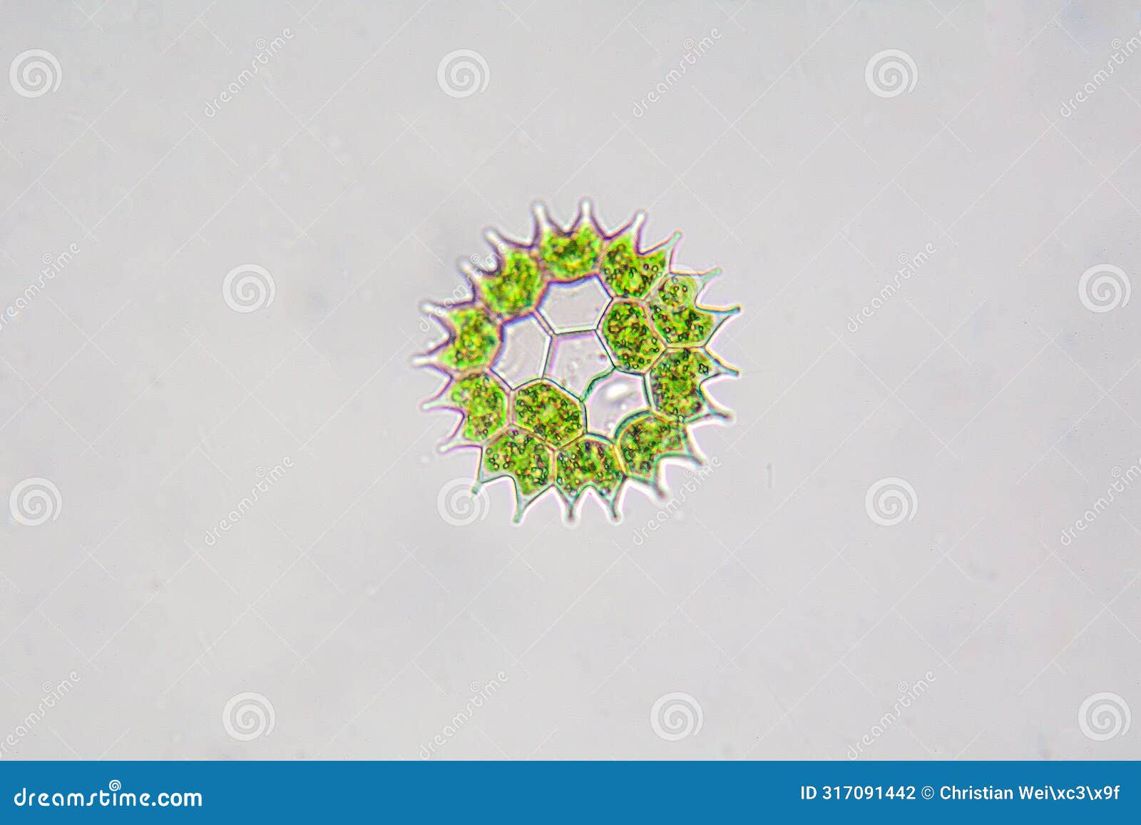 Pediastrum Boryanum Under the Microscope Stock Photo - Image of ...