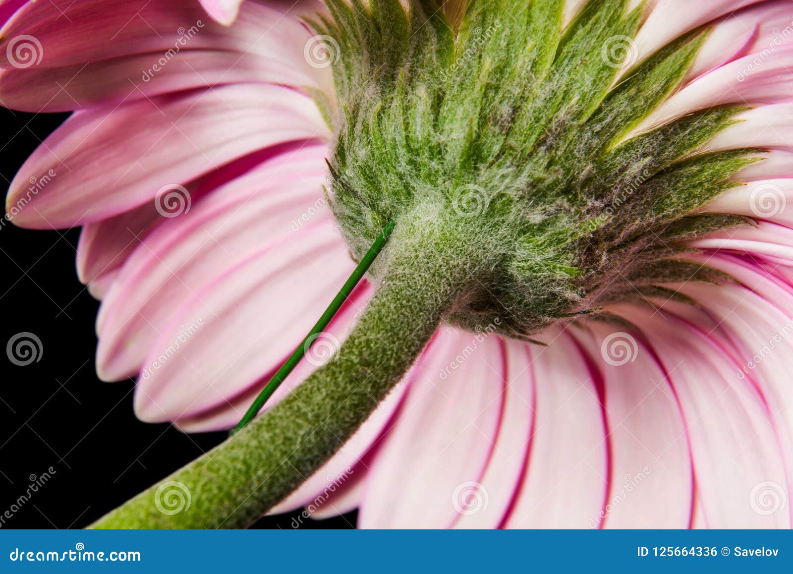 Pedicel Gerberas Reinforced with Wire is Macro Stock Photo - Image of ...