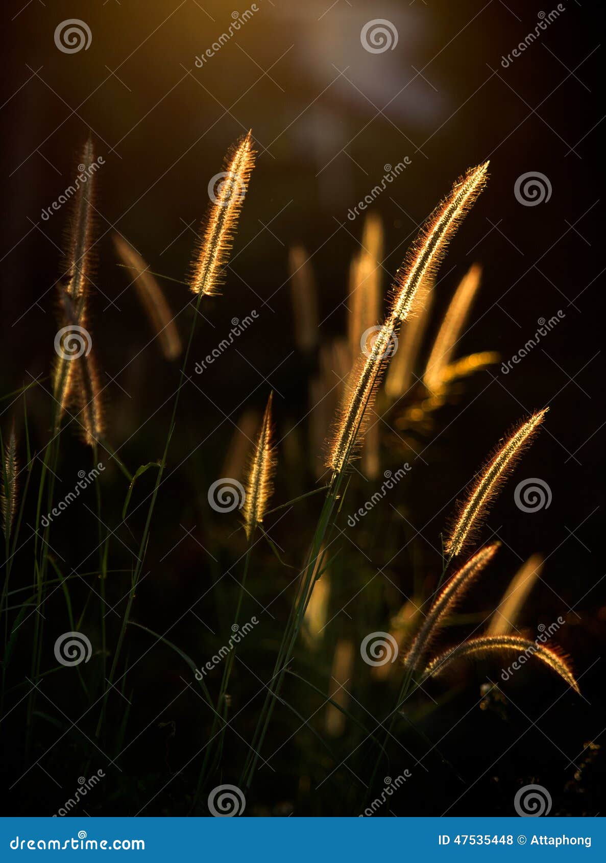 Pedicellatum Trin Do Pennisetum Foto de Stock - Imagem de quente ...