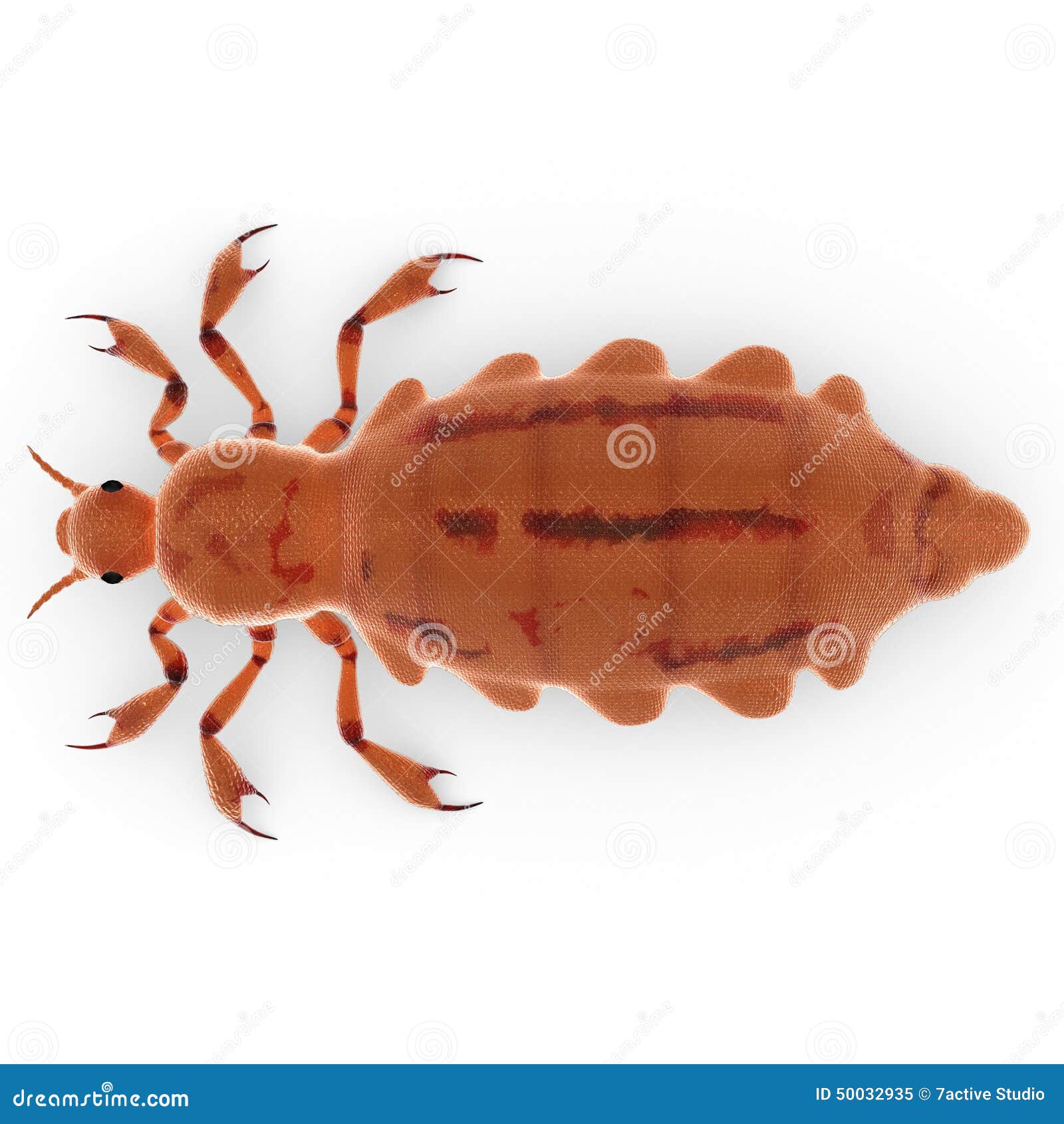 Pediculus Royalty-Free Stock Photography | CartoonDealer.com #50032937