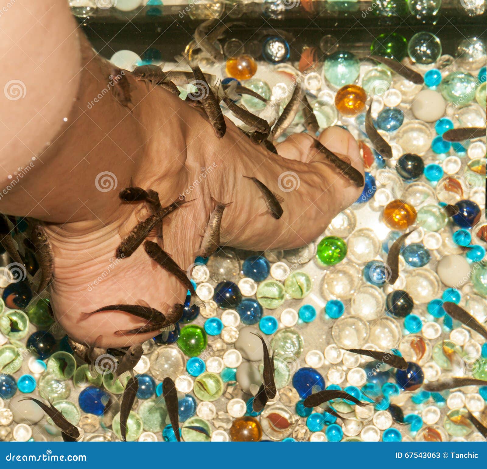 Pedicure by Garra Rufa Fish Stock Image - Image of aquarium ...