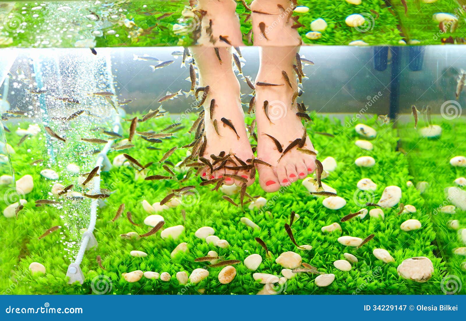 Pedicure Spa Treatment, Rufa Garra Fish Stock Image - Image of healthy ...