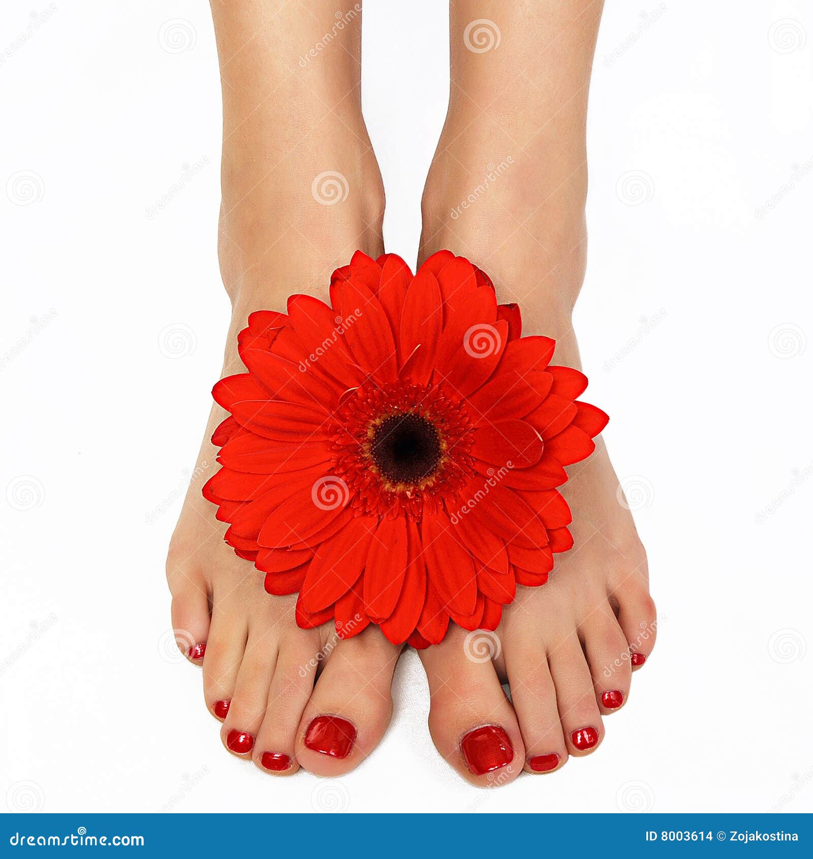 Pedicured Feet with Red Flower Stock Photo - Image of clear, gerbera ...